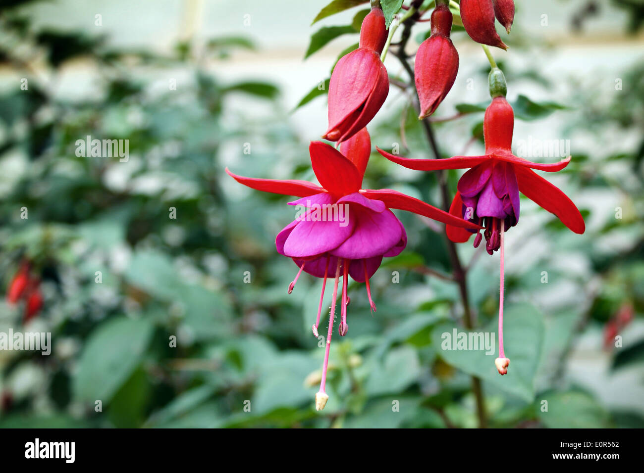 Fuschias and garden hi-res stock photography and images - Alamy