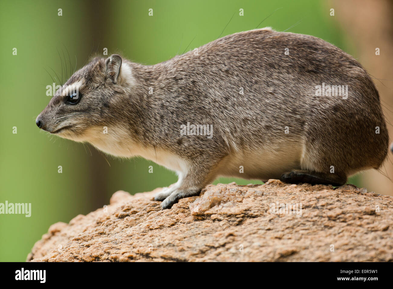 yellow-spotted rock hyrax or bush hyrax (Heterohyrax brucei ...