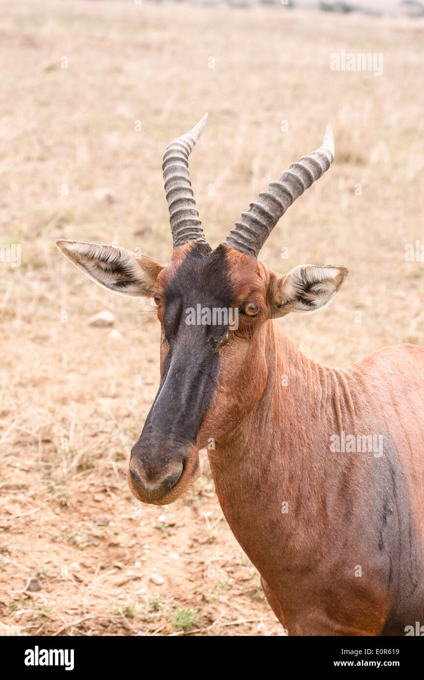Topi (Damaliscus korrigum) Photographed in Africa, Tanzania, Serengeti ...