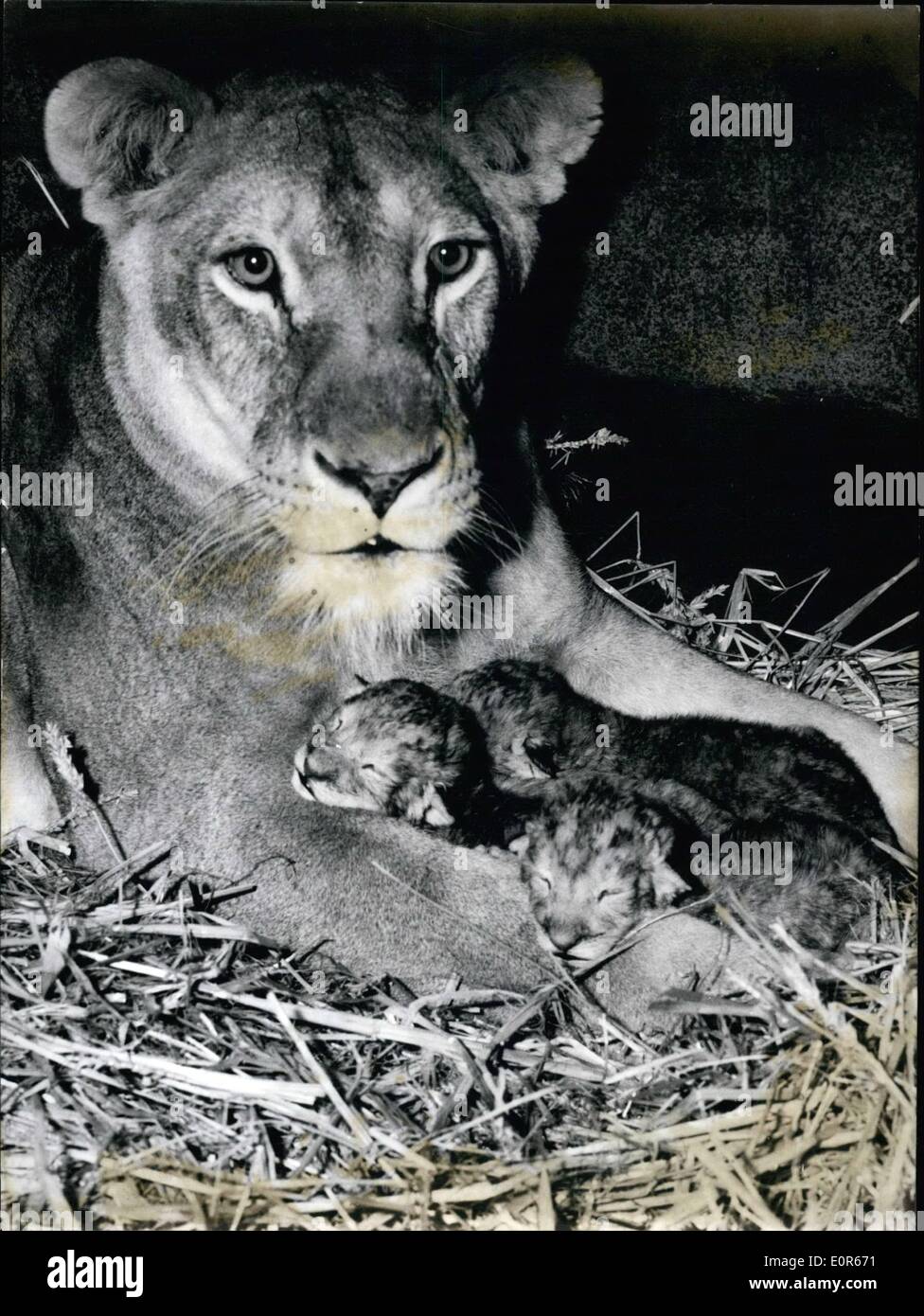 Apr. 04, 1958 - Zoological Sensation-lioness Is Getting 8 kids: The ...