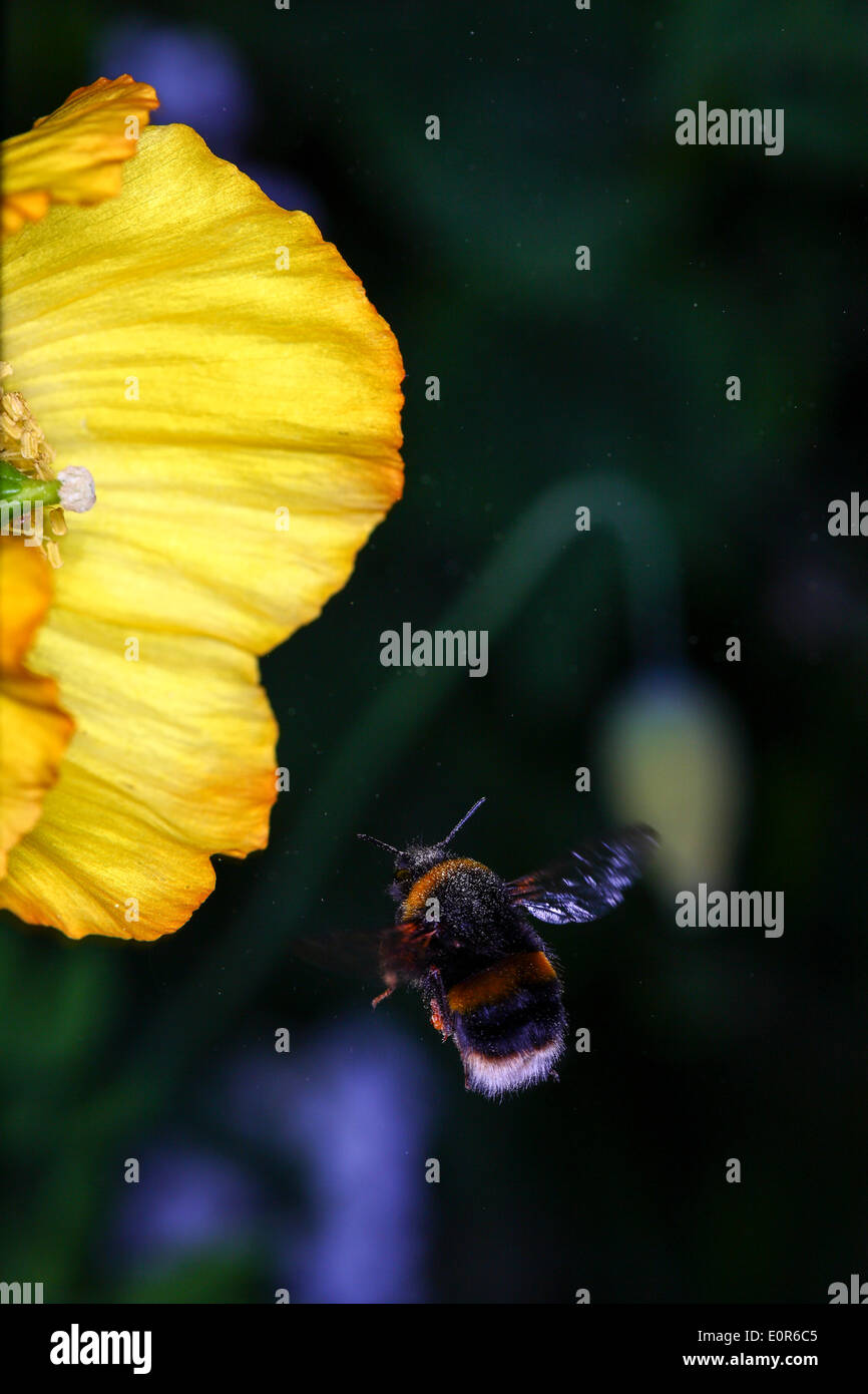 Bee gathering pollen on an Icelandic poppy Stock Photo - Alamy