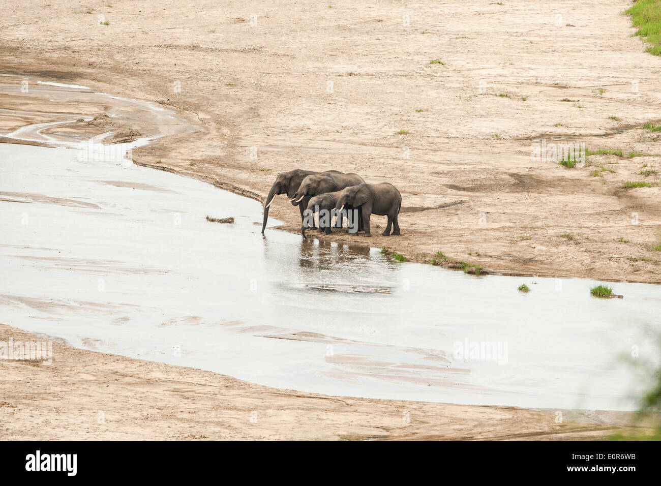 African elephant watering hole hi-res stock photography and images - Alamy