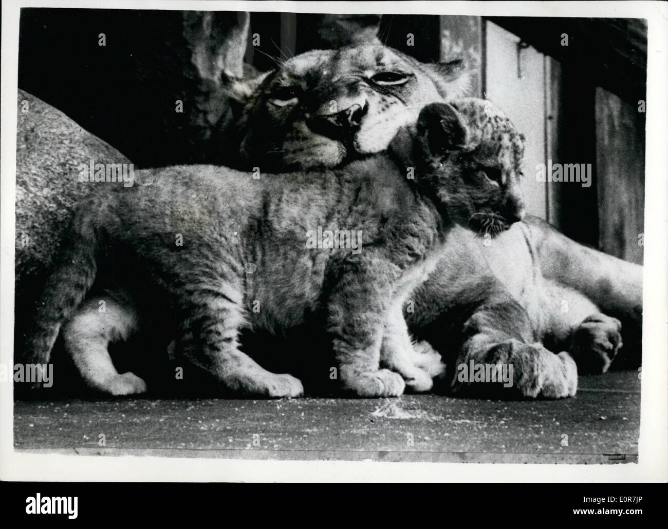 May 05, 1958 - THE BABY IS VERY CUDDLESOME - BUT BEWARE OF MUM... LION ...