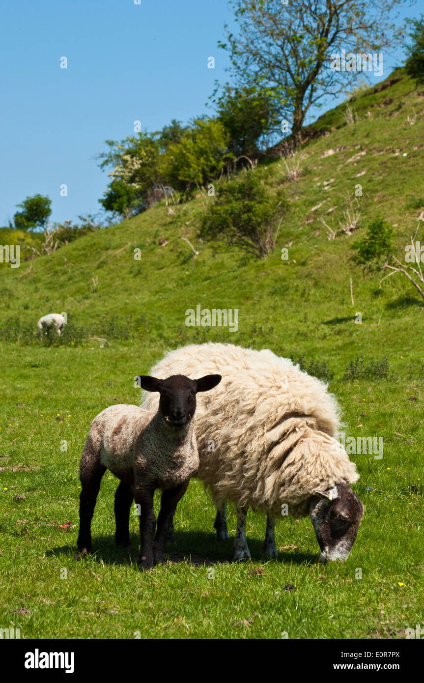 Baby lamb black face hi-res stock photography and images - Alamy
