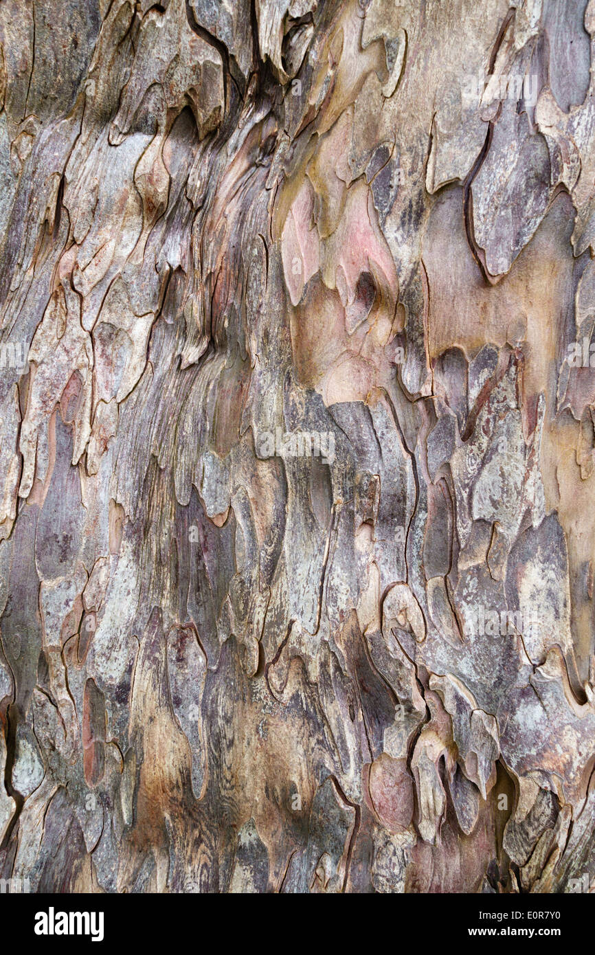 The bark of the 5000 year old yew tree (taxus baccata) in the ...