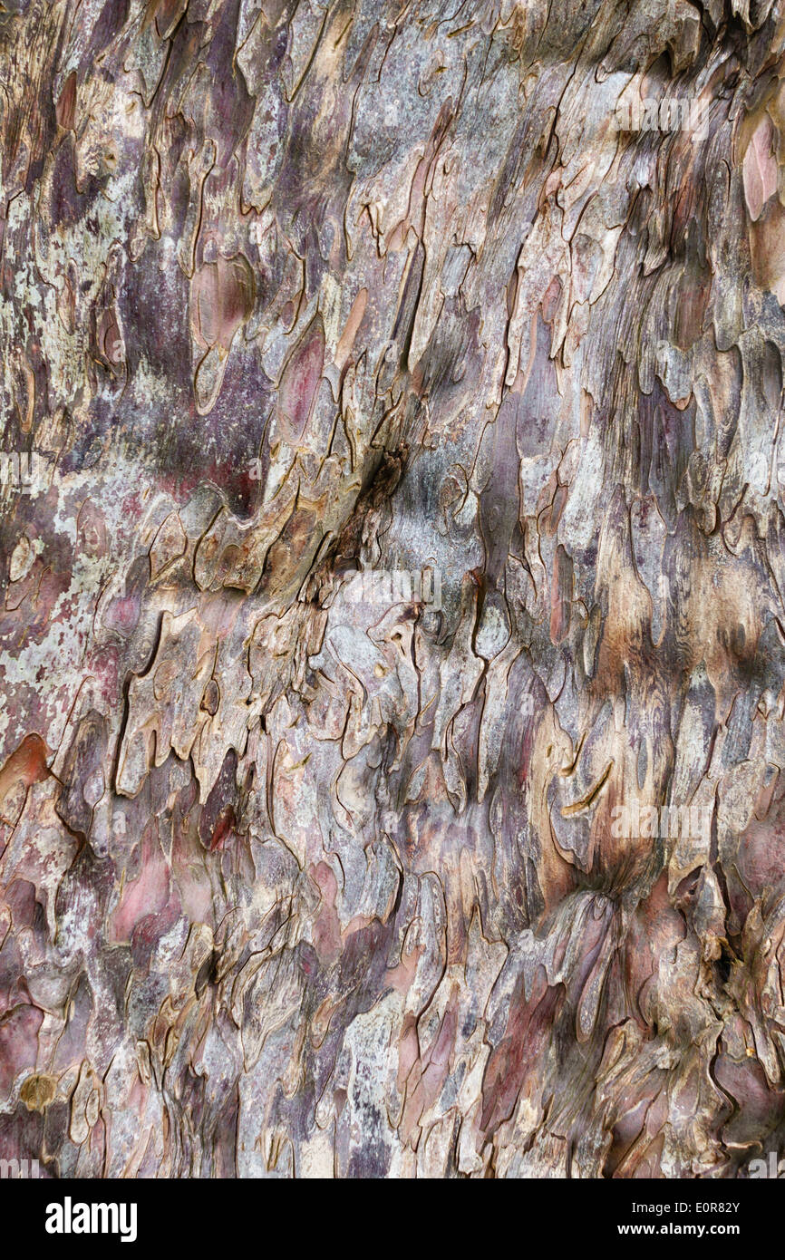Yew tree bark hi-res stock photography and images - Alamy
