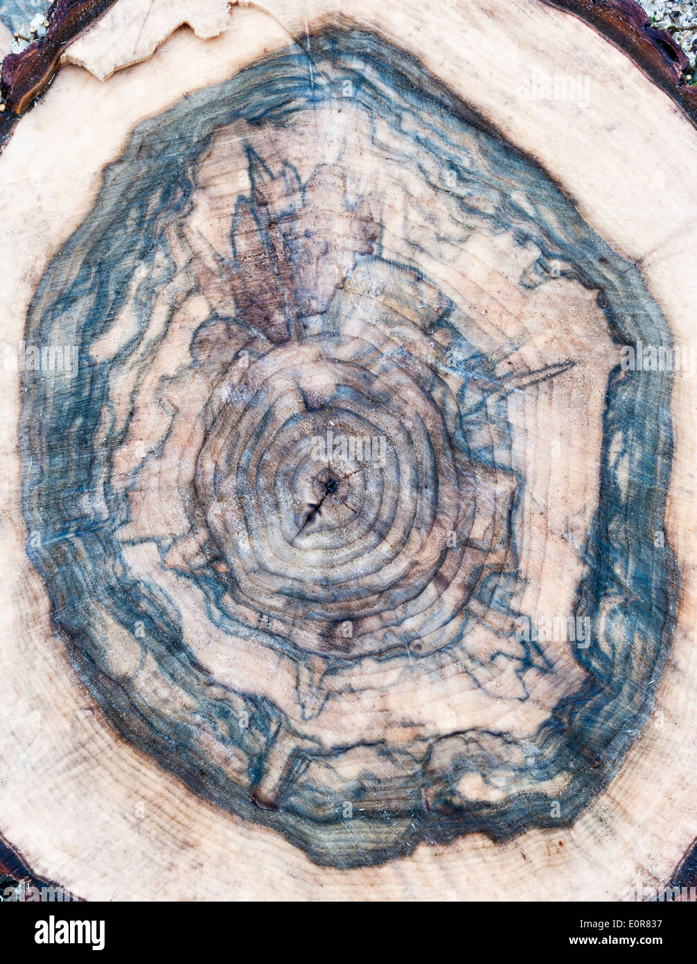 Annual growth rings hi-res stock photography and images - Alamy