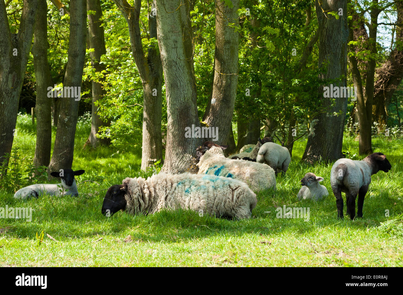 Face with shade hi-res stock photography and images - Alamy