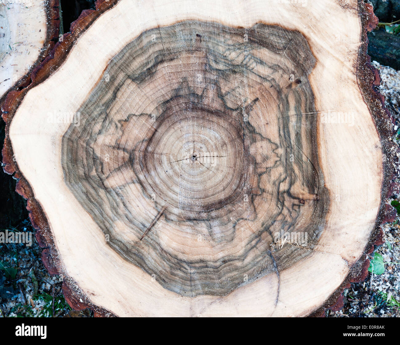 Annual growth rings hi-res stock photography and images - Alamy