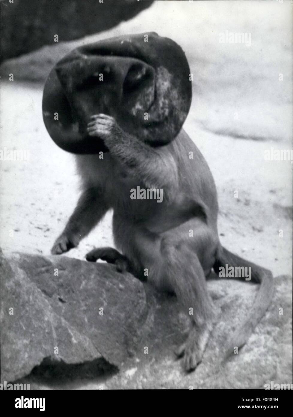 What a monkey heat hi-res stock photography and images - Alamy