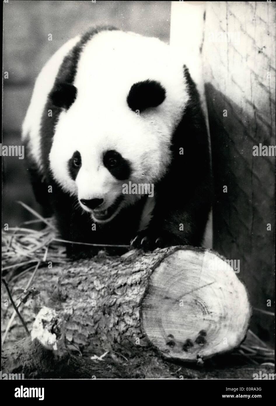Chi chi panda hi-res stock photography and images - Alamy