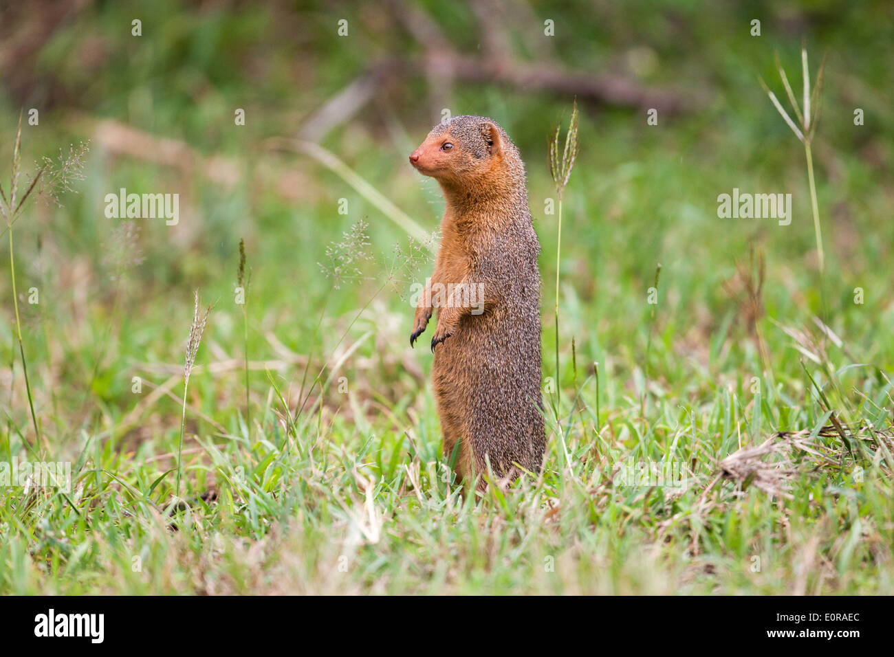 Dwarf mongoose hi-res stock photography and images - Alamy