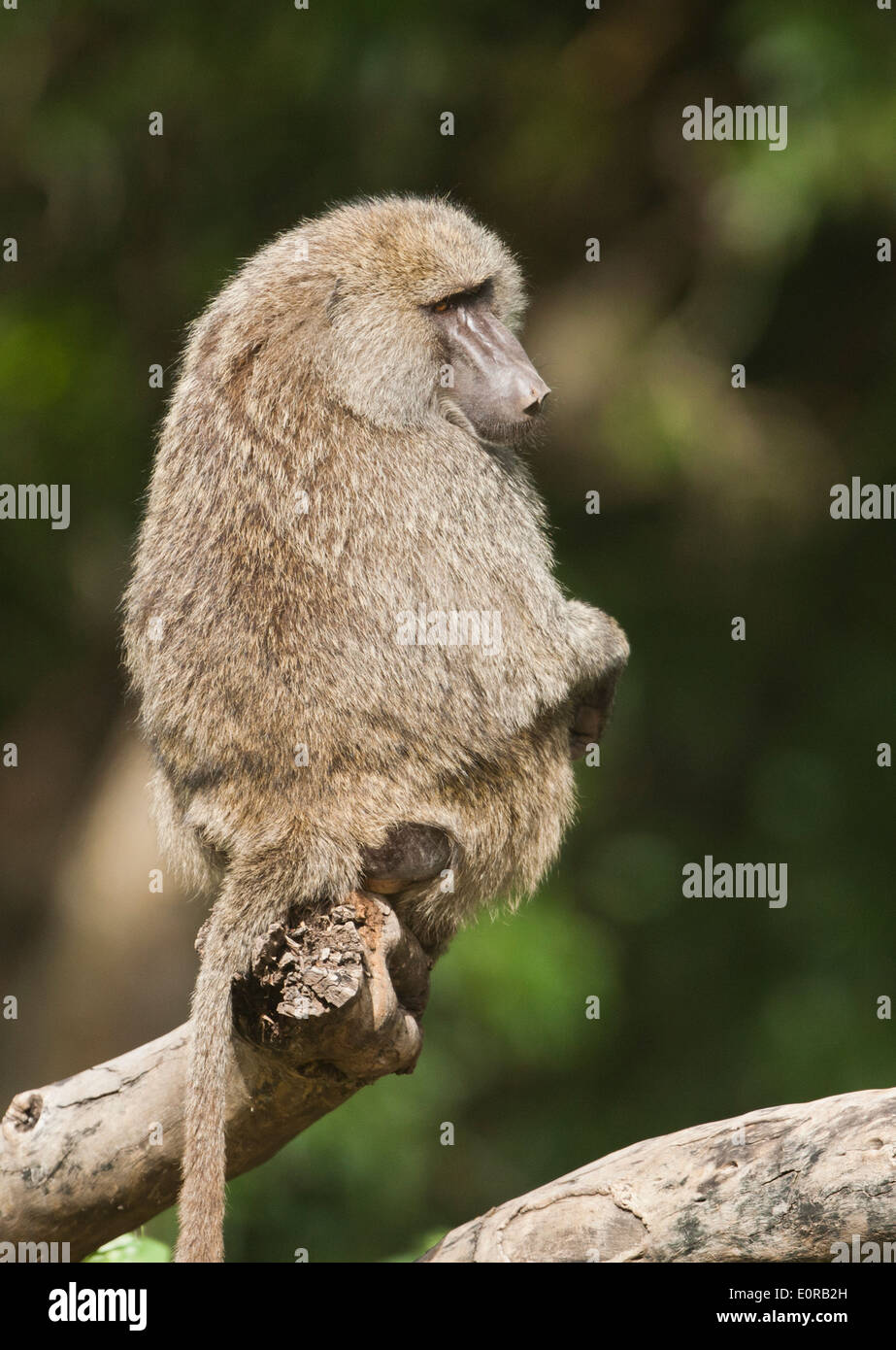 Olive baboon (Papio anubis). Photographed in Tanzania Stock Photo - Alamy