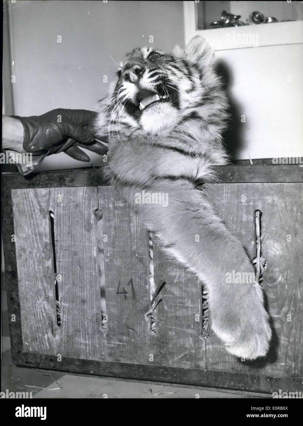 Dec. 13, 1958 - It had been the paw: Which the little tiger ATU hurt at ...