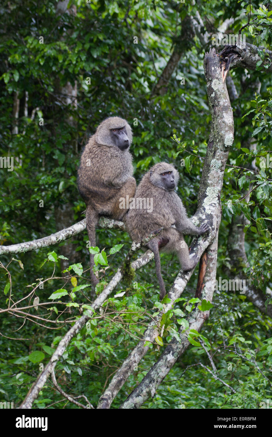 Olive baboon (Papio anubis). Photographed in Tanzania Stock Photo - Alamy