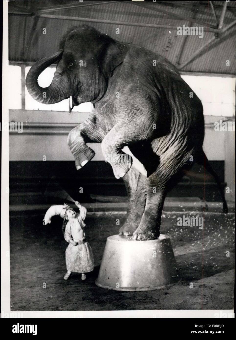 Jumbo circus elephant hi-res stock photography and images - Alamy