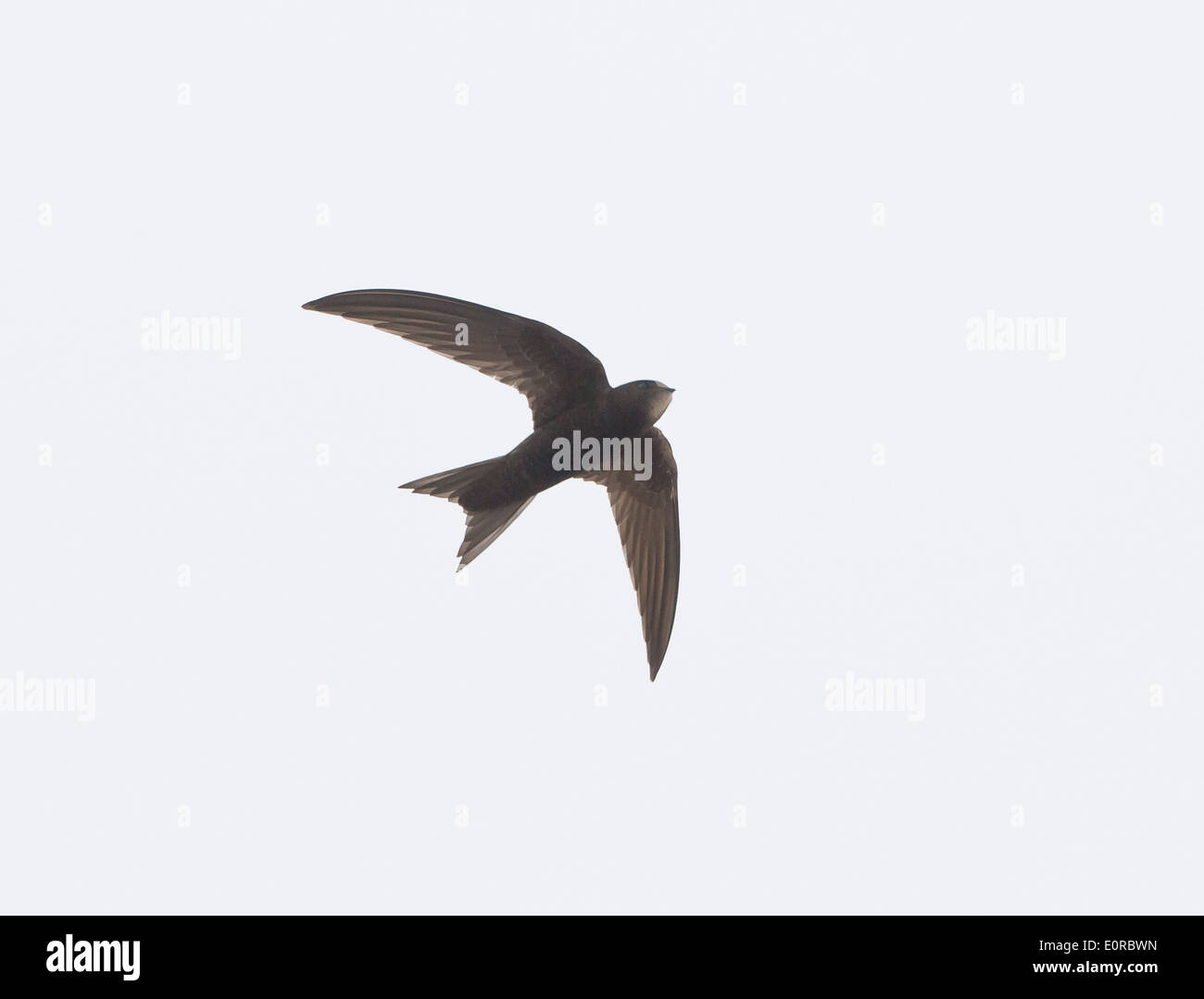 Swift Bird In Flight Uk High Resolution Stock Photography and Images ...