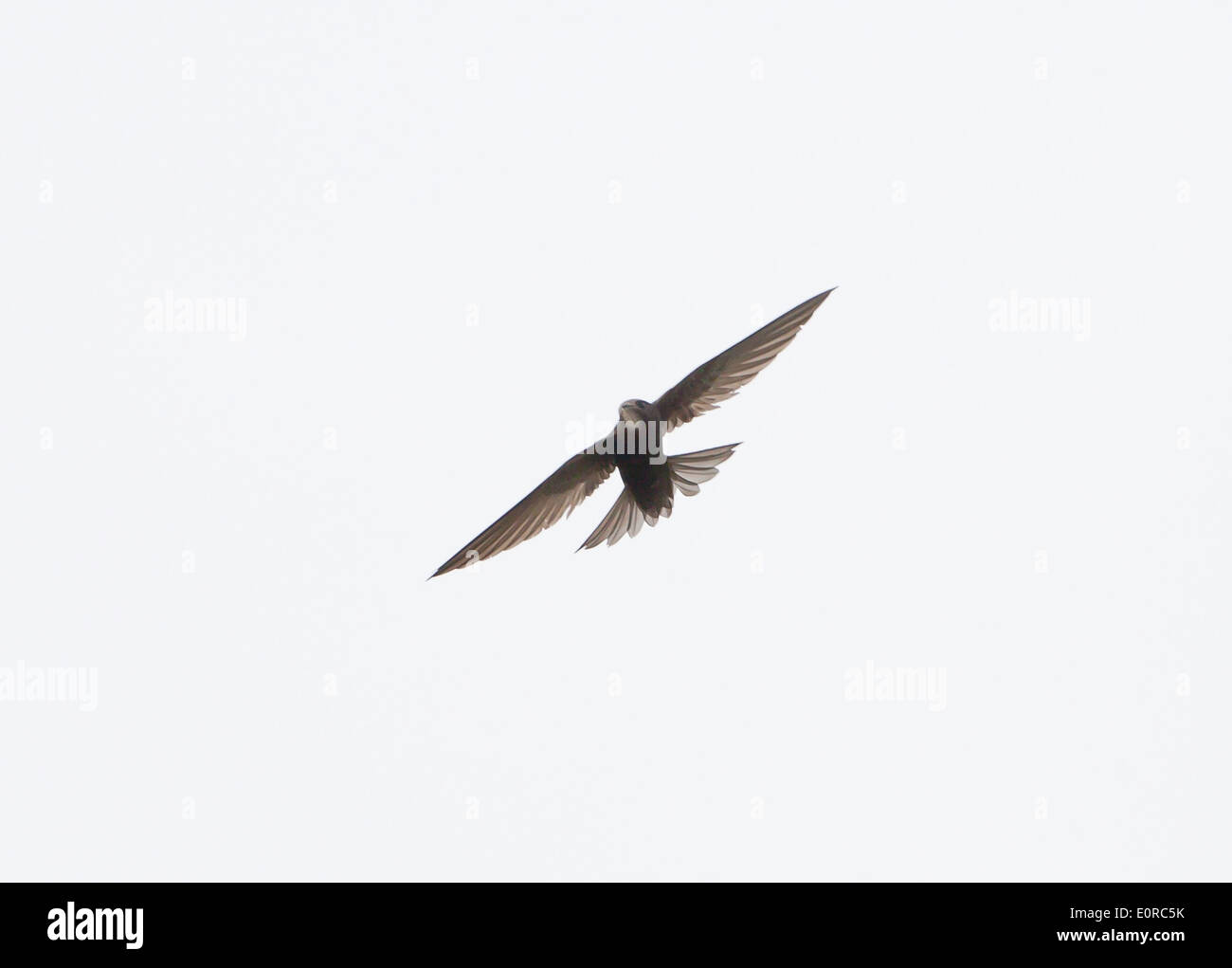 Swift Apus apus in flight over oxford uk Stock Photo - Alamy