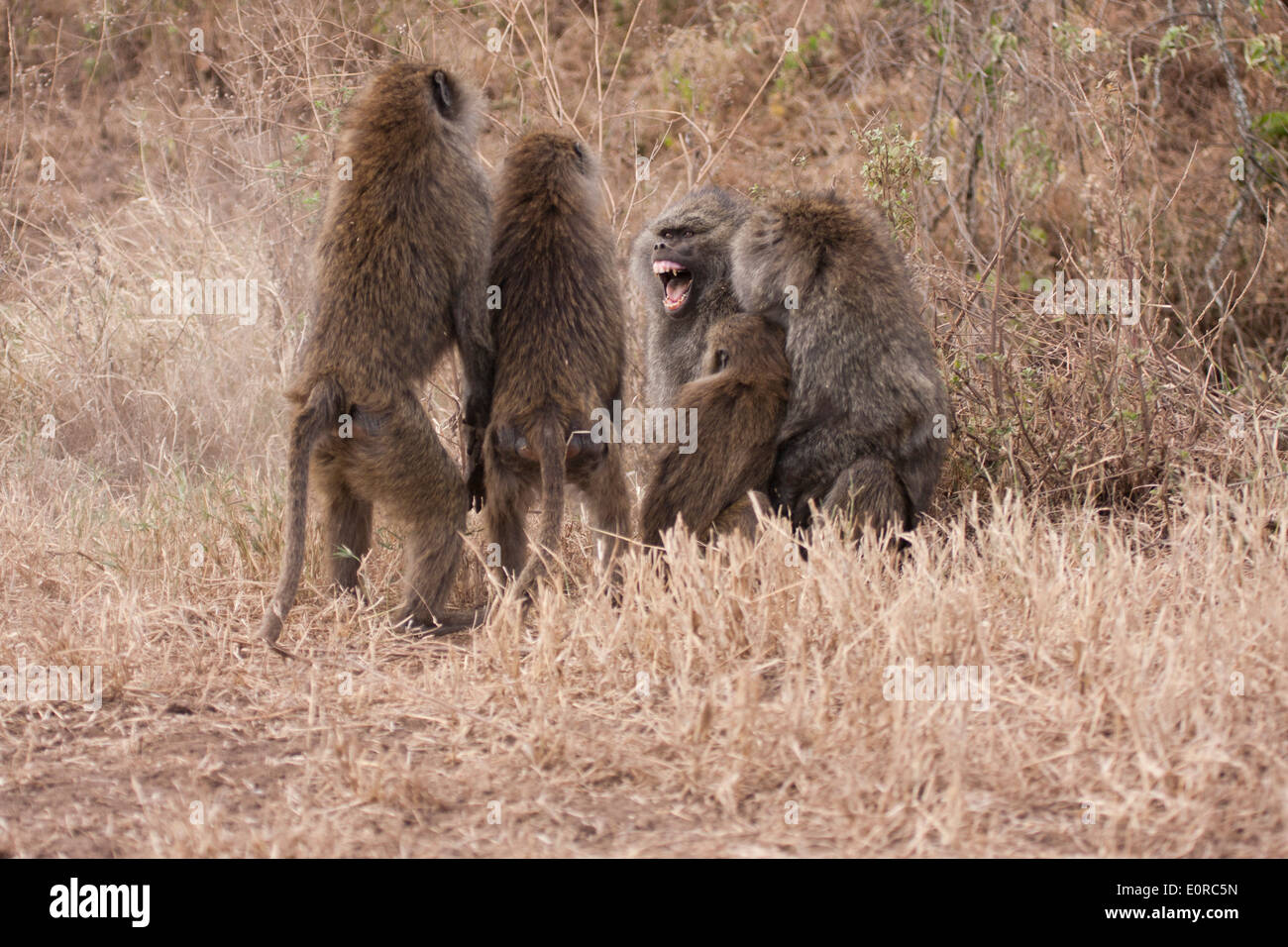 Olive baboon (Papio anubis). Photographed in Tanzania Stock Photo - Alamy