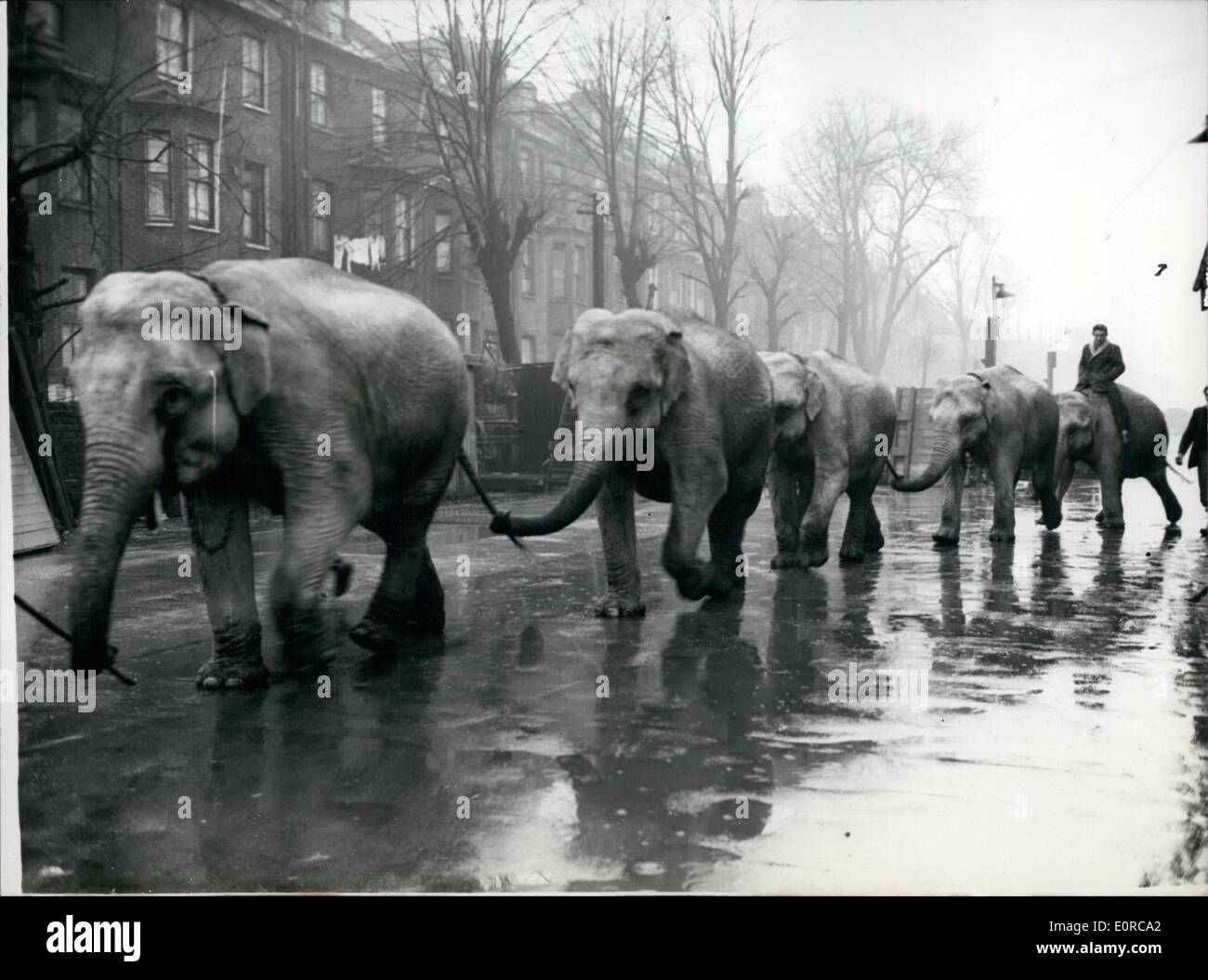 Dec. 12, 1958 - Animals arrive for Bertram Mills Circus: Photo shows a ...