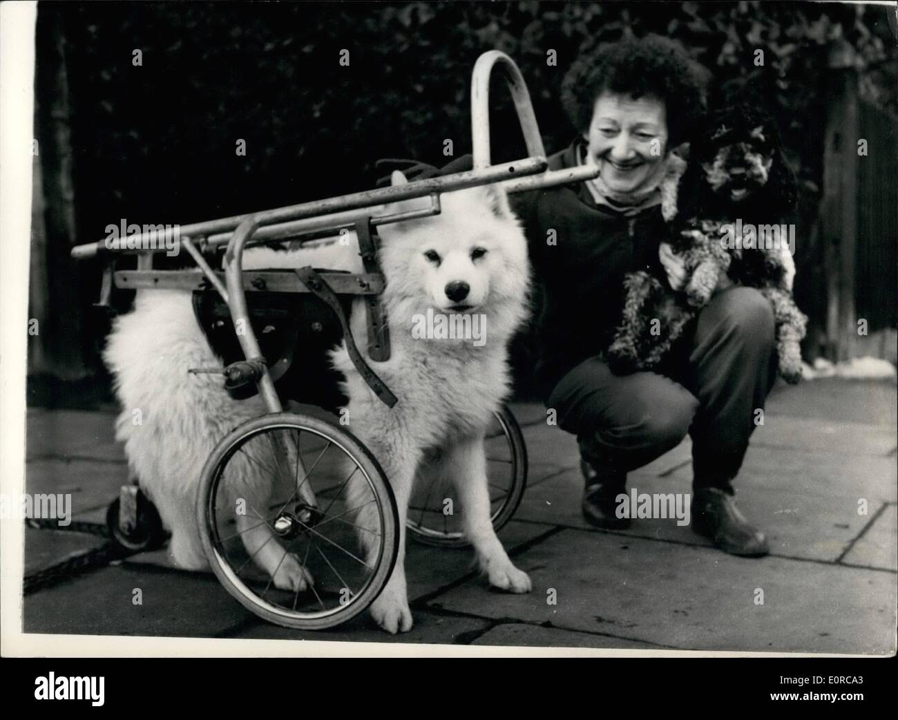 Dec. 12, 1958 - Mrs. Appleton and her crippled dog ''Susie'': Mrs. Veka ...