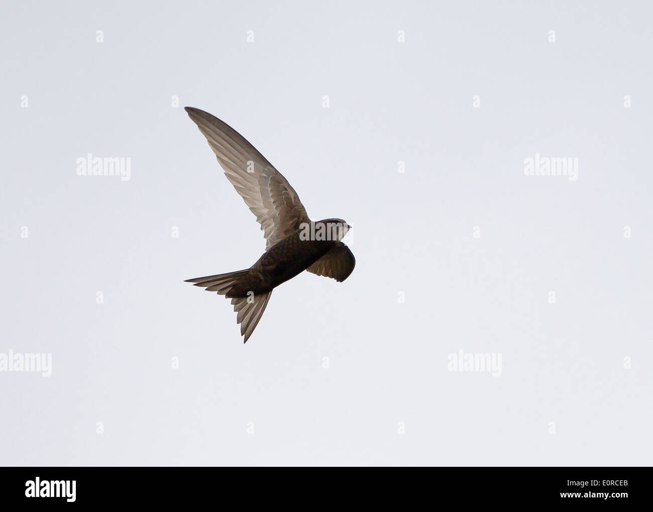 Pallid swift apus pallidus hi-res stock photography and images - Alamy