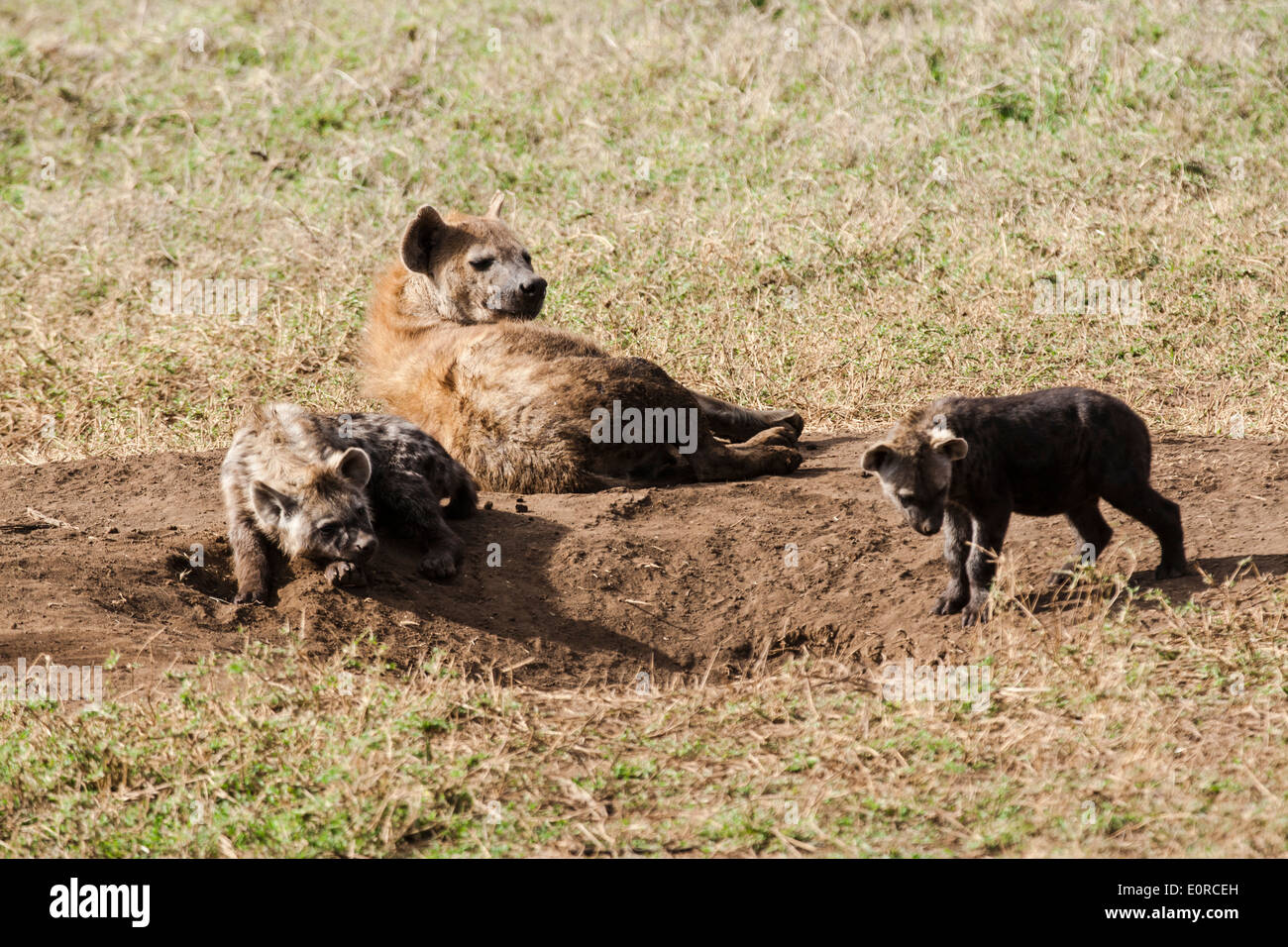 Spotted Hyena (Crocuta crocuta) with young cubs near their den ...
