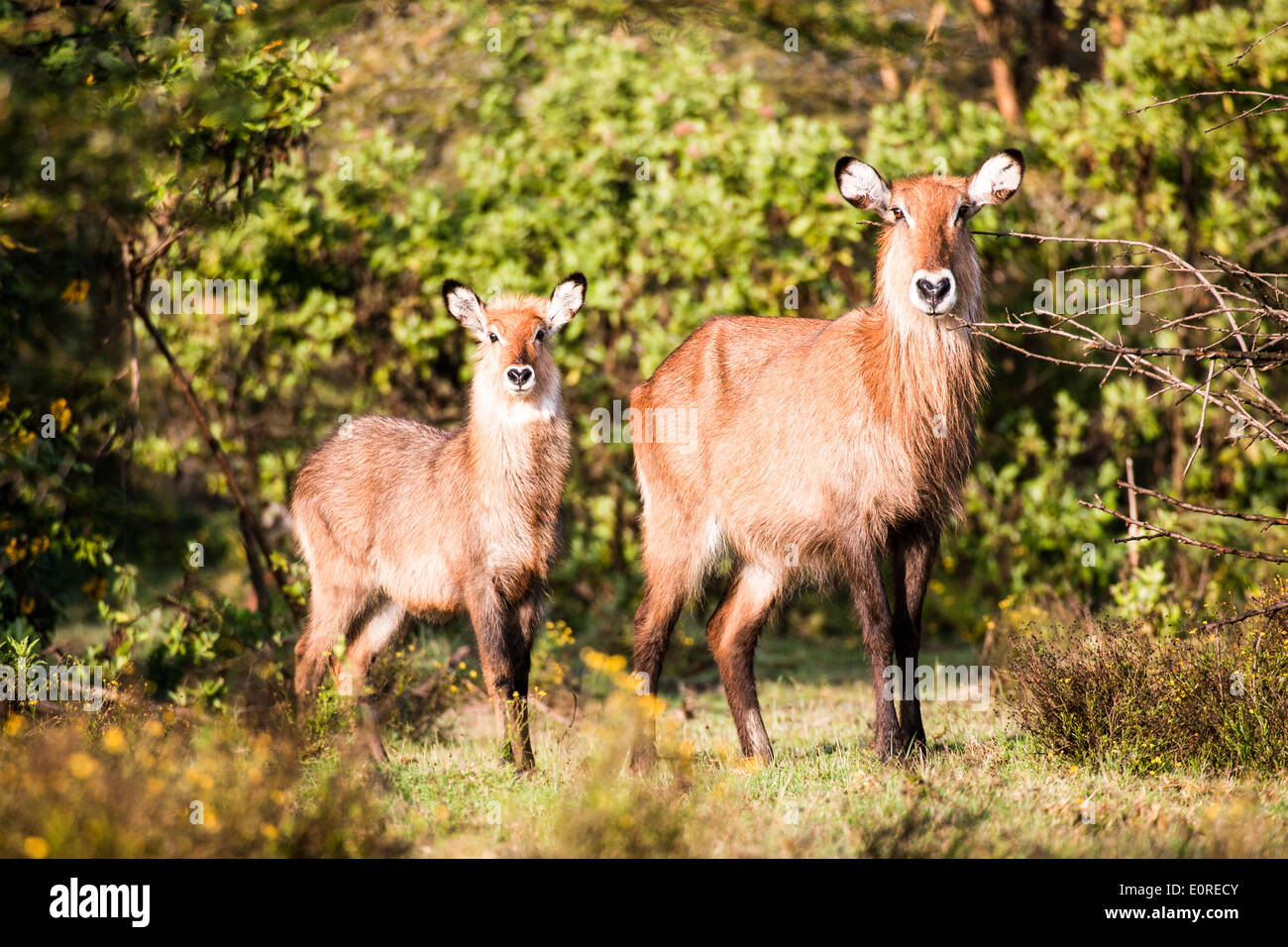 Female and calf Ellipsen Waterbuck (Kobus ellipsiprymnus Stock Photo ...