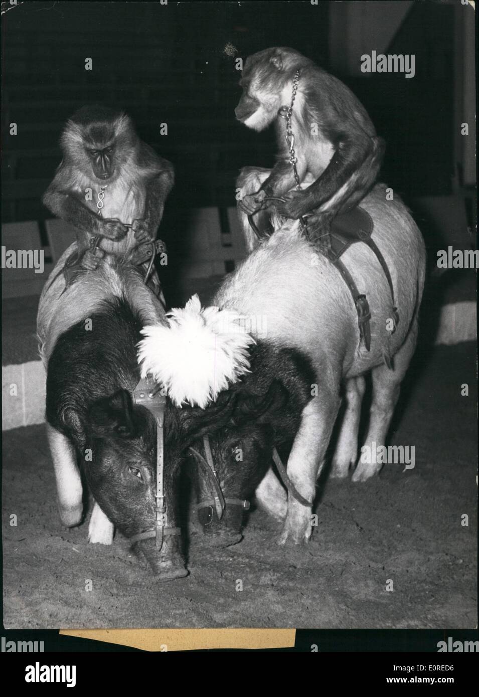 Apr. 04, 1959 - Very unusual: Pig-back riding... and the pig is not ...