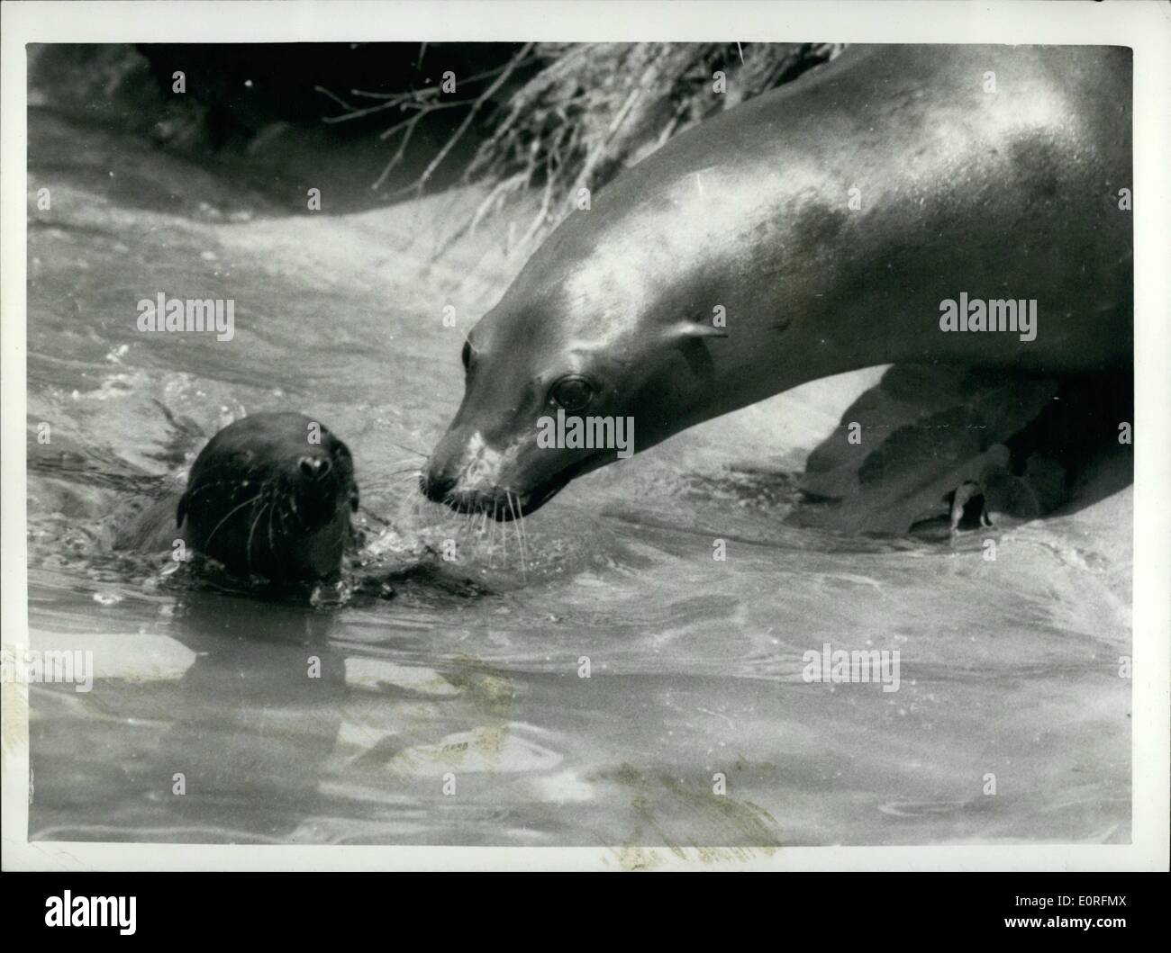 Caribbean Monk Seal Tail