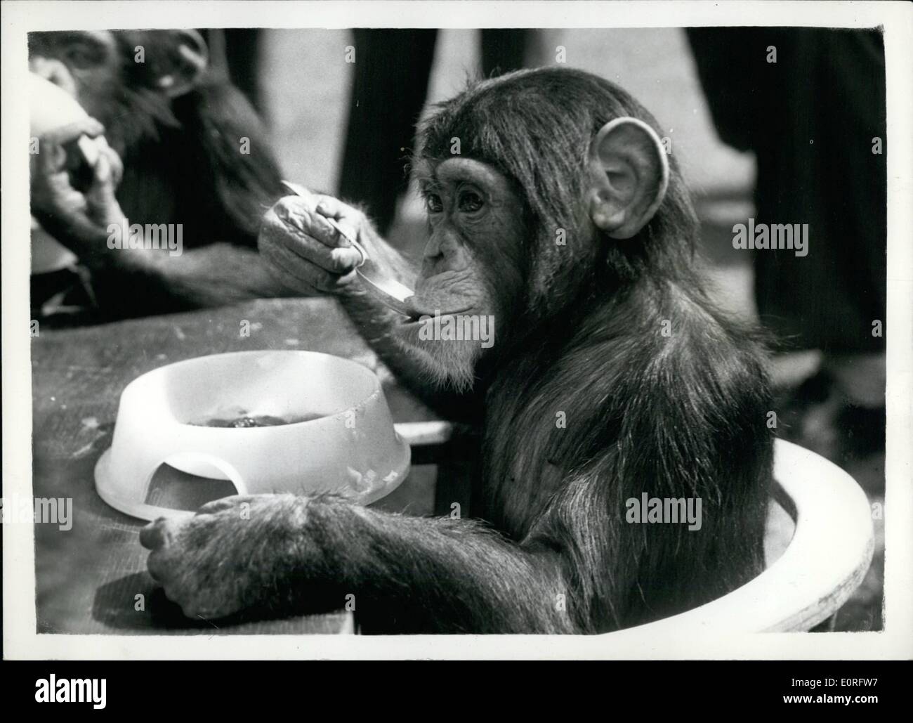 Chimps tea party hi-res stock photography and images - Alamy