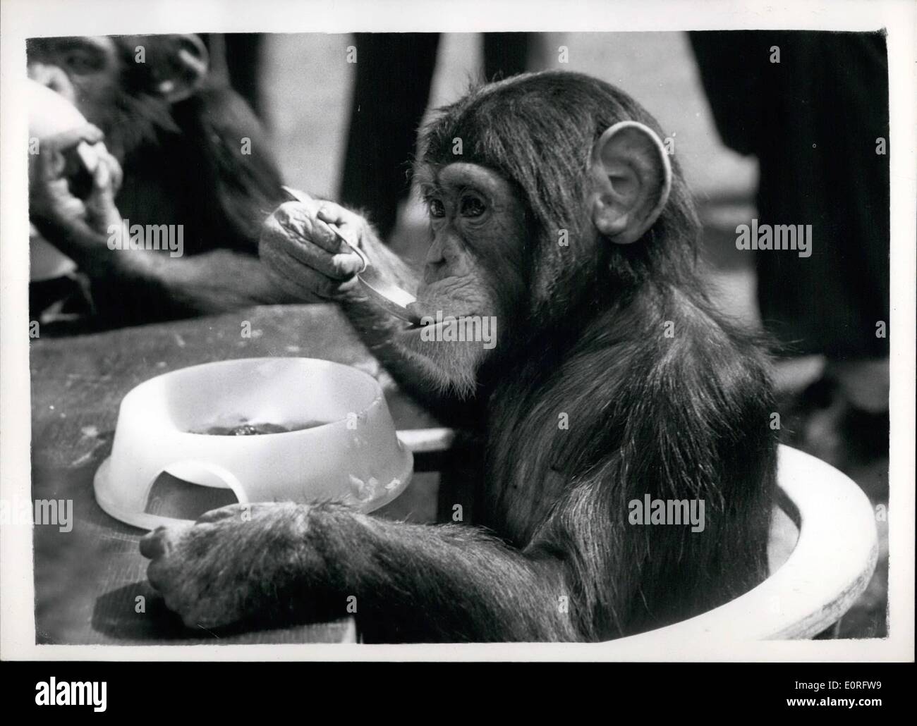 Chimps tea party hi-res stock photography and images - Alamy