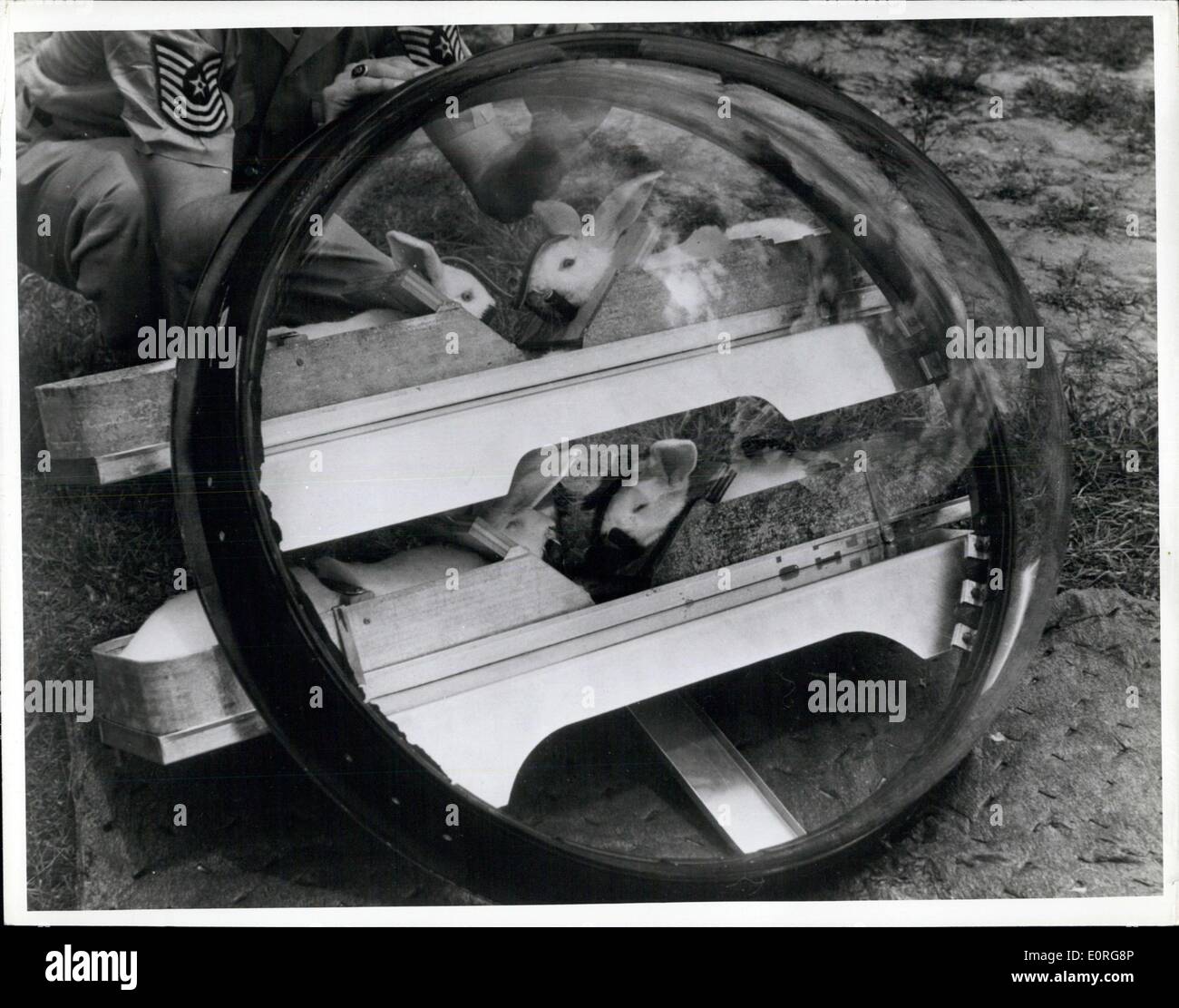 Jun. 22, 1959 - Rabbits were used in a biomedical project to ...