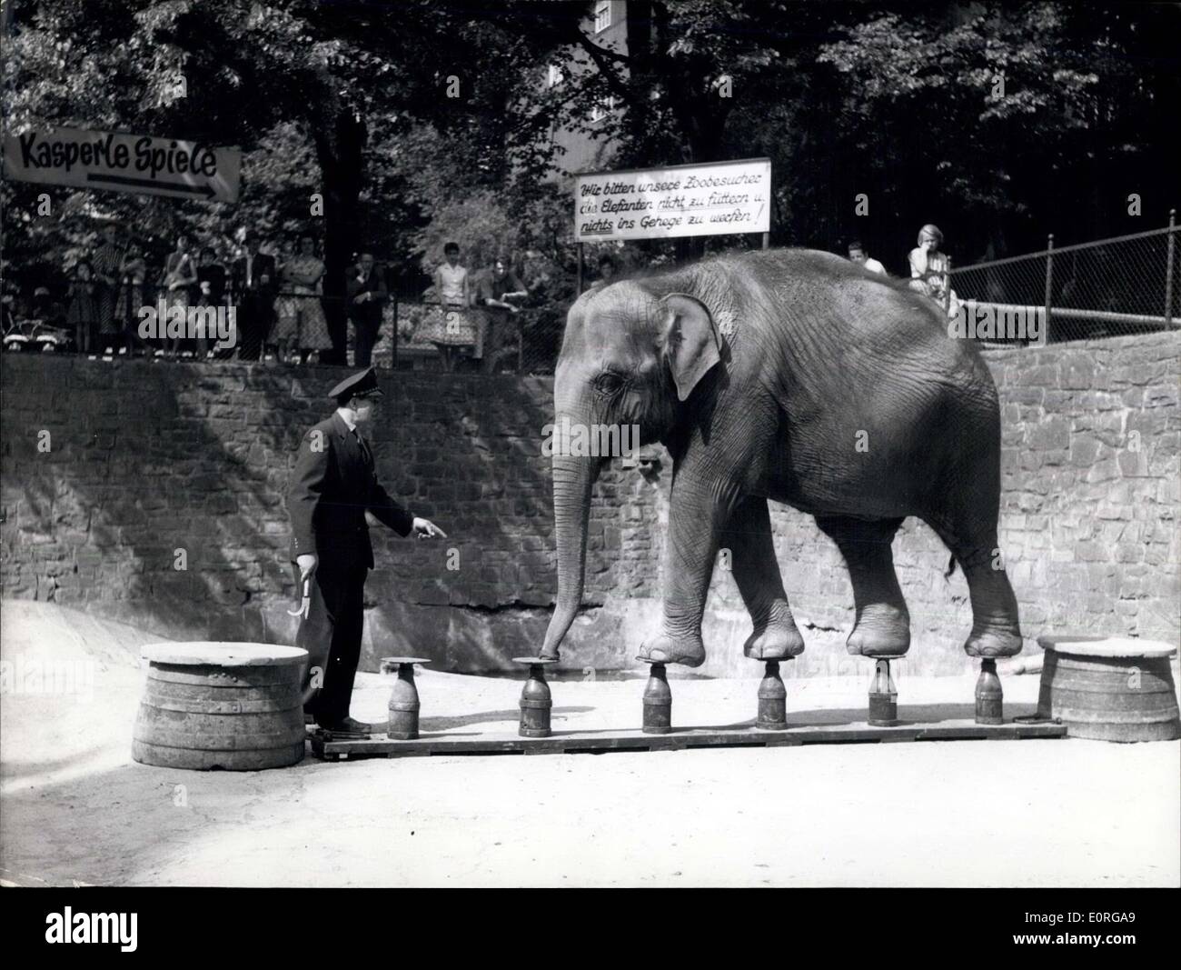 Jun. 29, 1959 - An elephant with ''five'' legs......can be seen in the ...