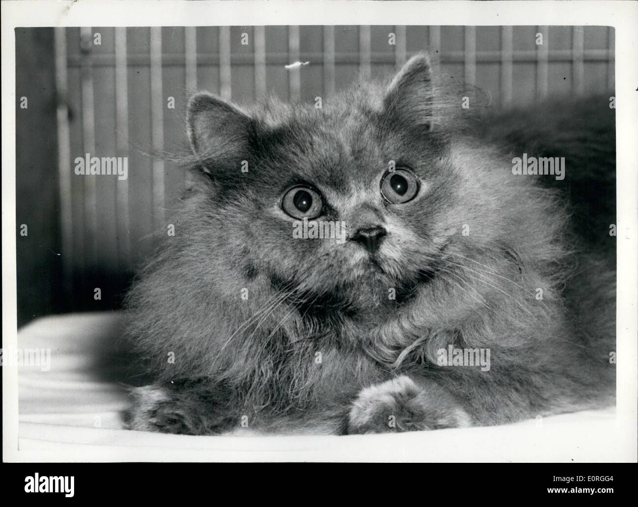 Judging a cat show hi-res stock photography and images - Alamy