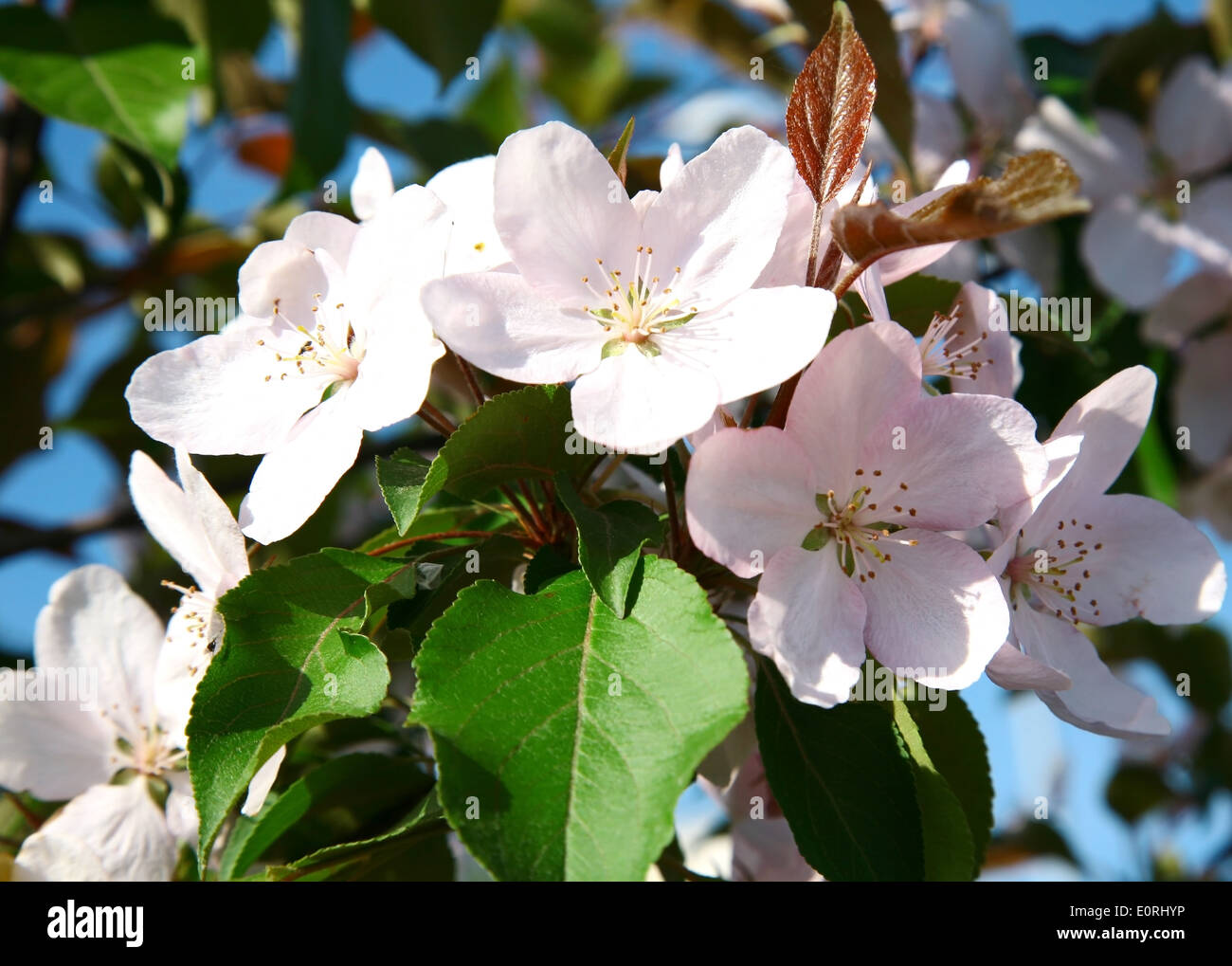 Spring white flowers blossom Stock Photo - Alamy