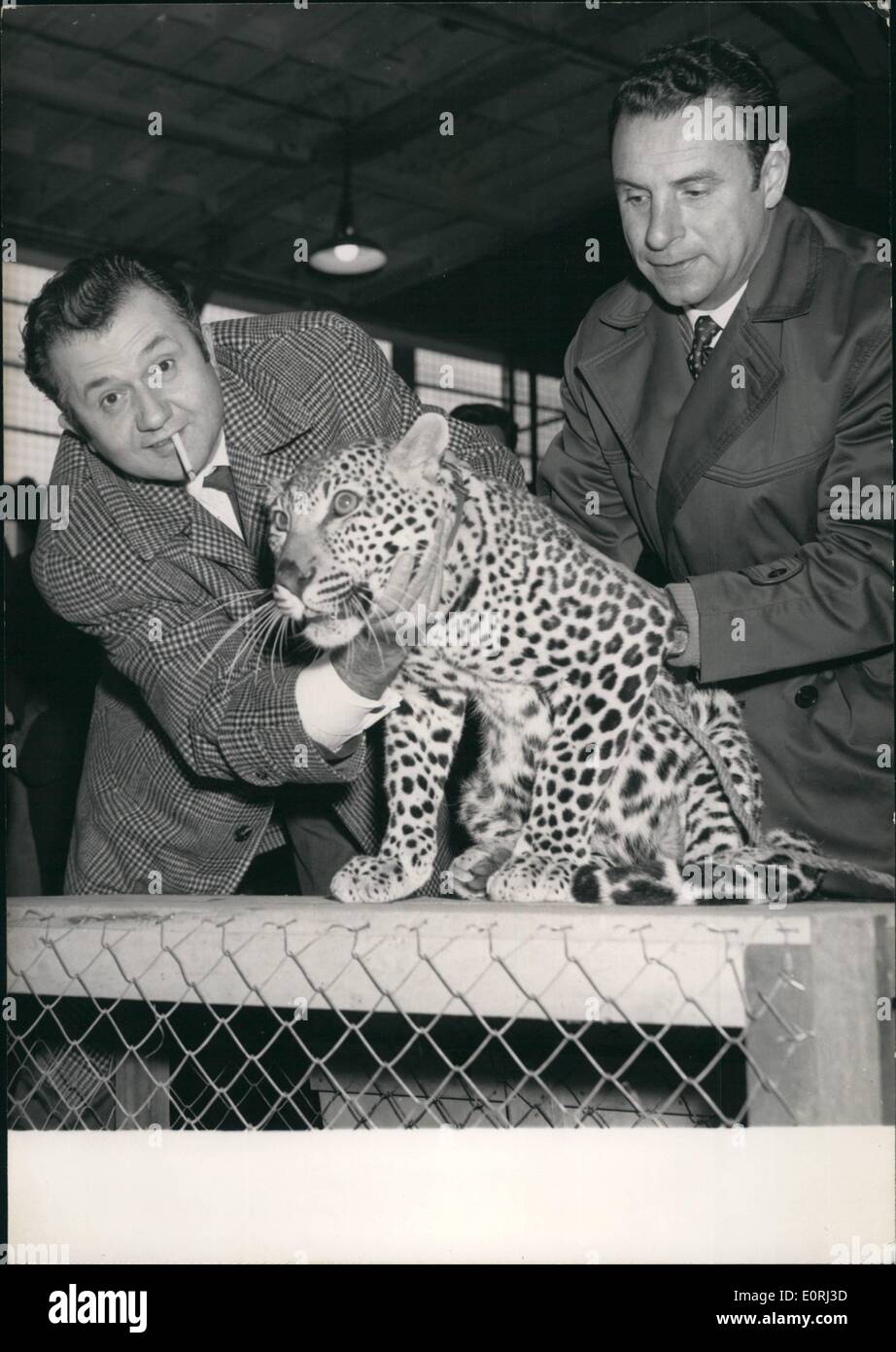 Nov. 11, 1959 - The flying panther: A panther captured near Fort ...