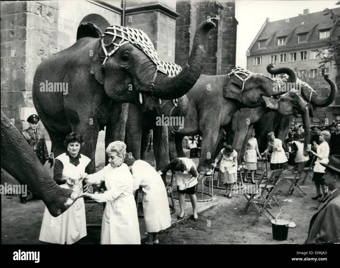 Nov. 11, 1959 - Small fun with large animals: ''Show your feet'' was ...