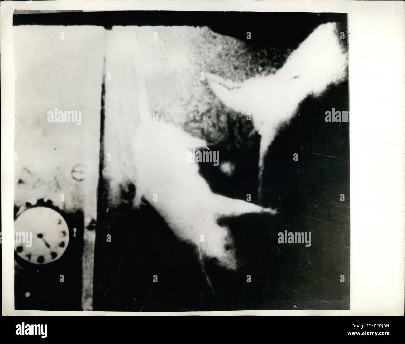 Nov. 11, 1959 - First Pictures Of Soviet Rocket Launching Rats Are ...