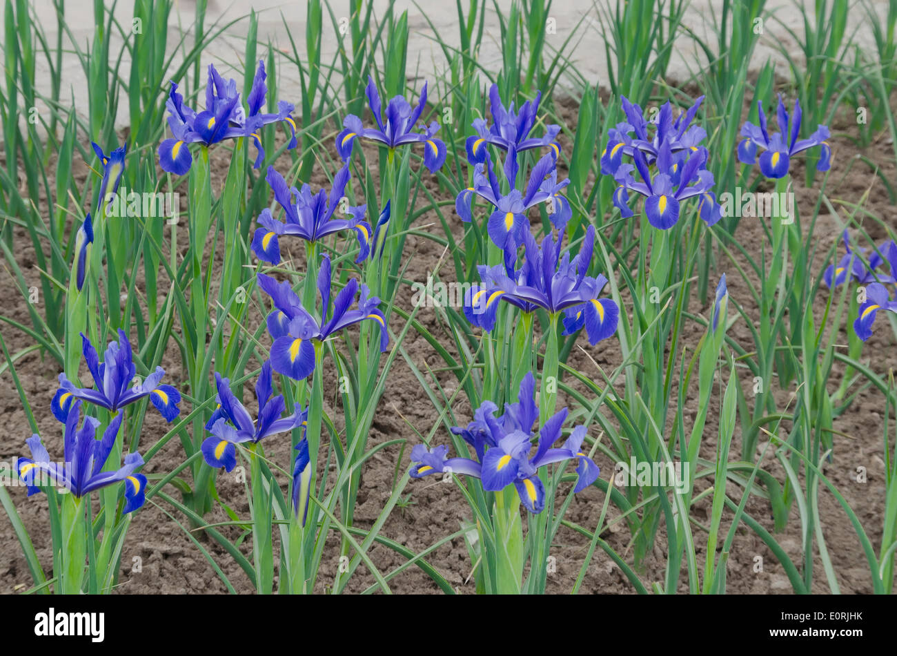 Background of violet iris flowers blooming in springtime Stock Photo ...