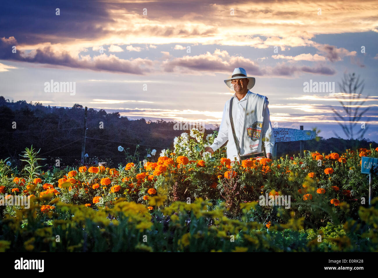 Flower grower on his farm. Santa Elena, Medellin, Colombia Stock Photo ...