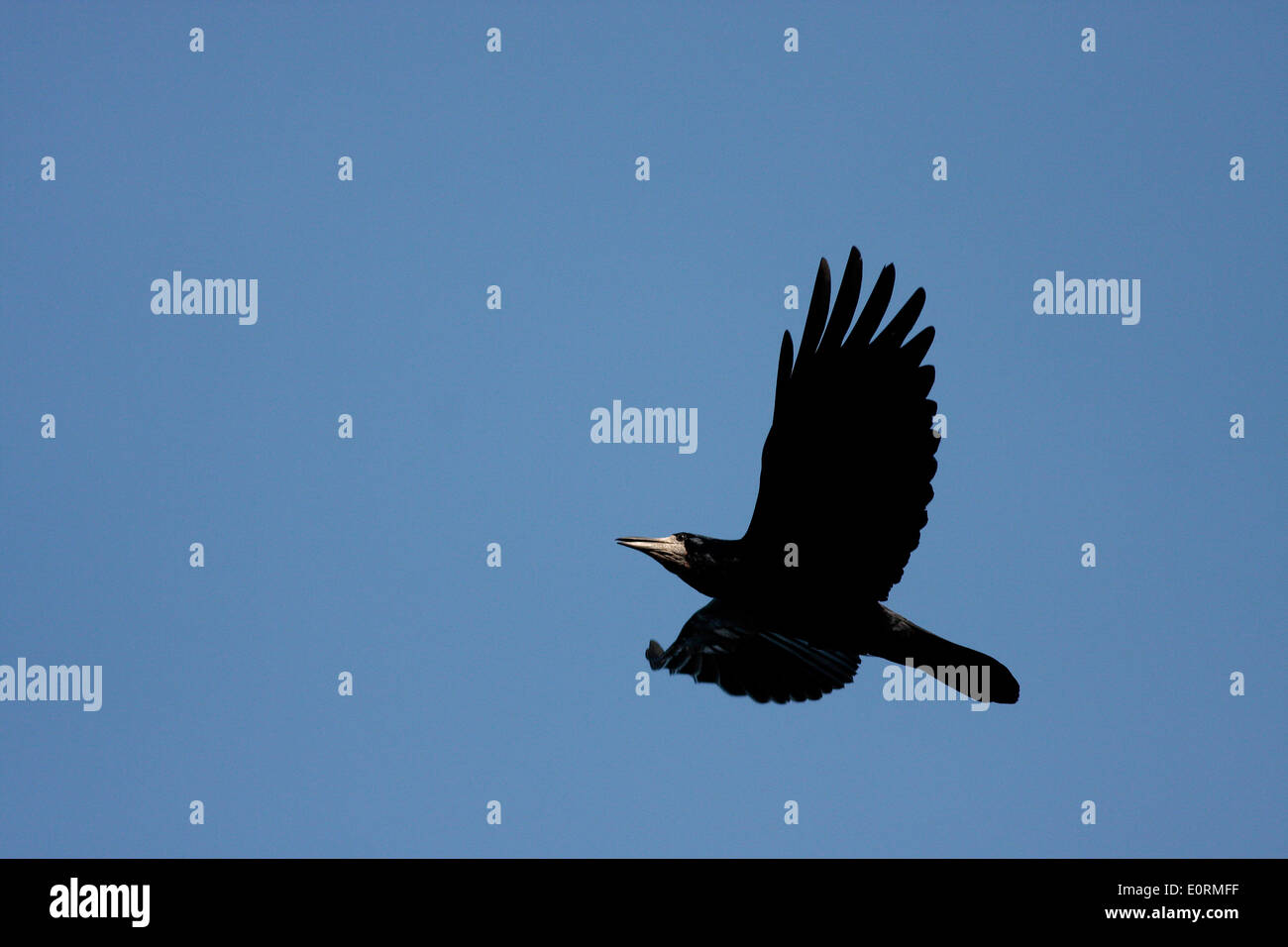 Rook in flight Stock Photo - Alamy