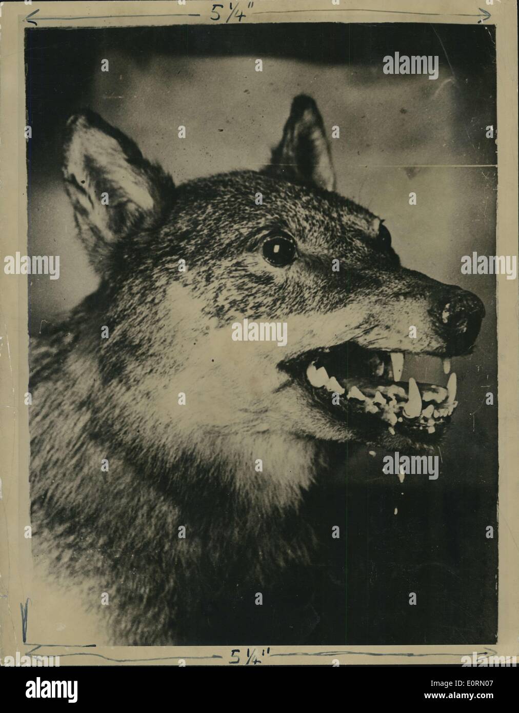 Jan. 01, 1960 - Snarling wolf (exact date unknown Stock Photo - Alamy