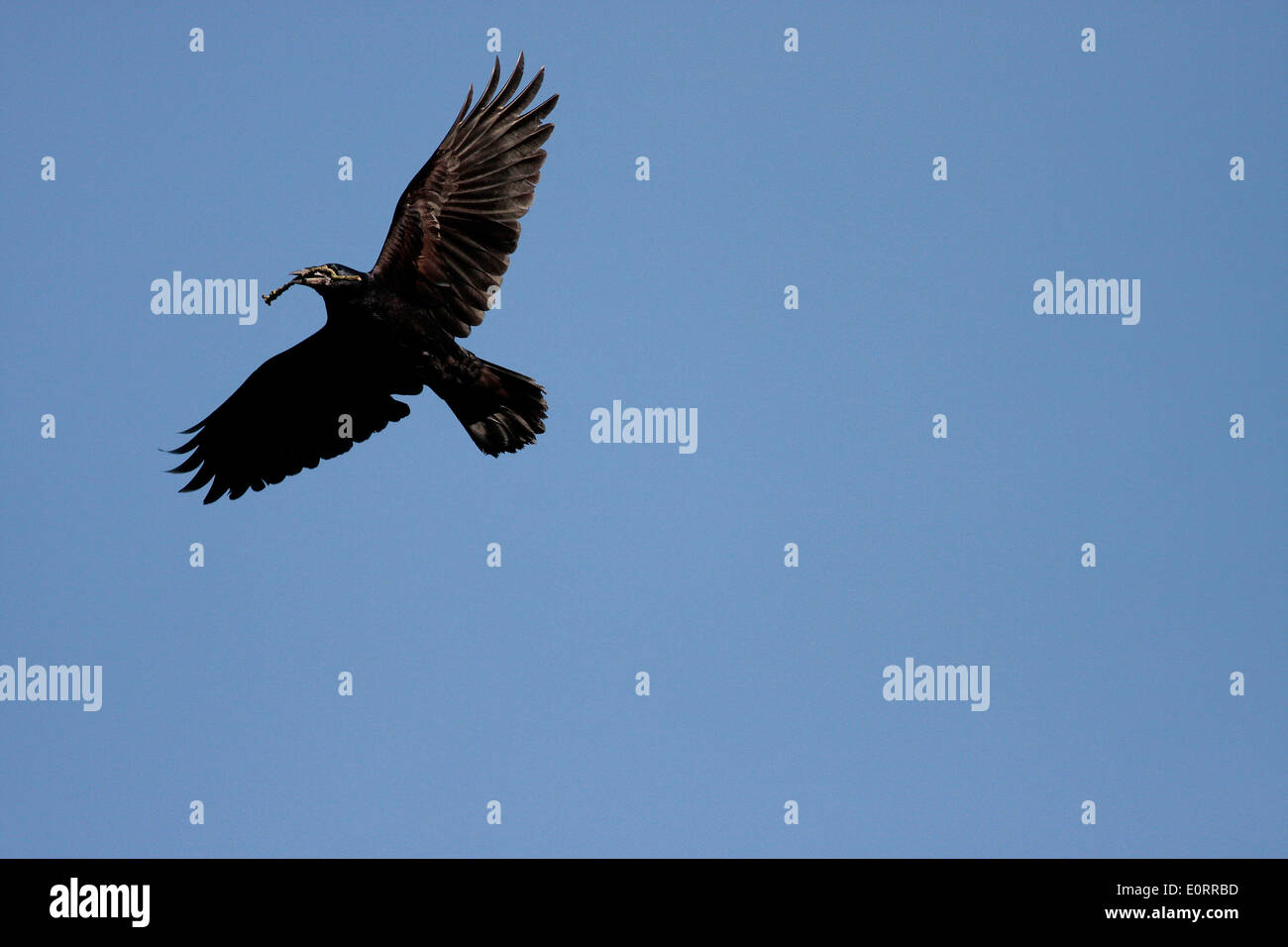 Rook in flight Stock Photo - Alamy