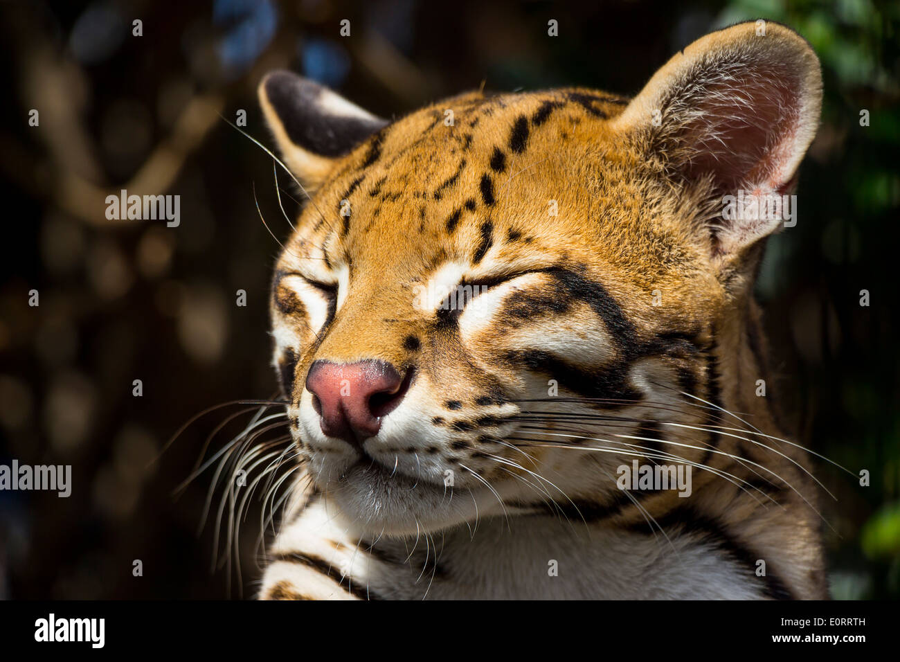 Sleepy Ocelot from South America Close Up Stock Photo - Alamy