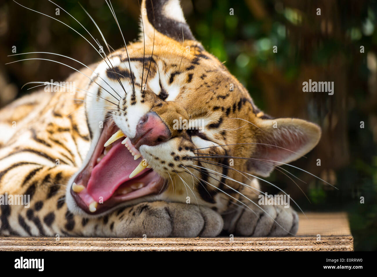 Ocelot hi-res stock photography and images - Alamy