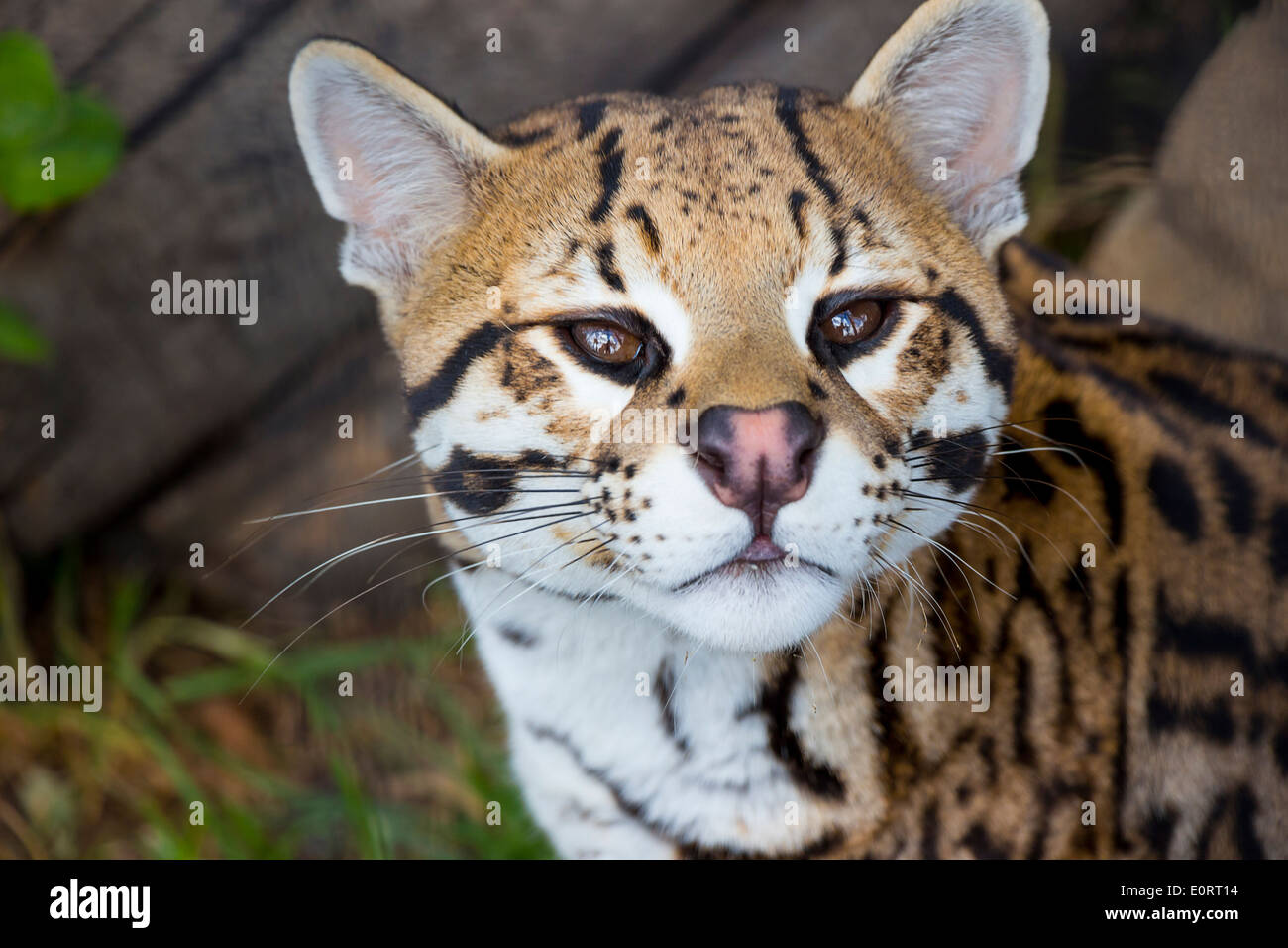 Ocelot cat hi-res stock photography and images - Alamy