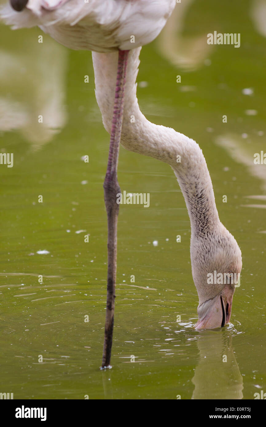 Flamingo Drinking Water While Standing on One Leg Stock Photo - Alamy