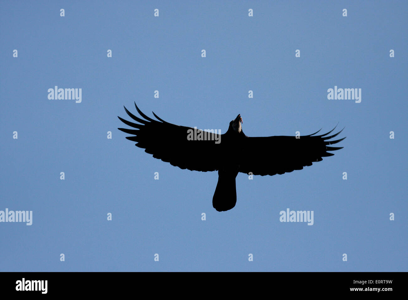 Rook in flight Stock Photo - Alamy