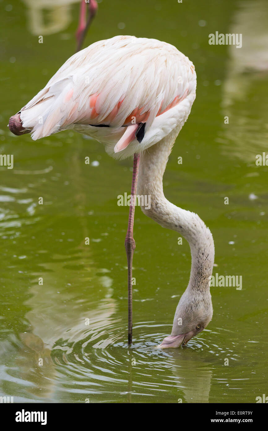 Flamingo Drinking Water While Standing on One Leg Stock Photo - Alamy